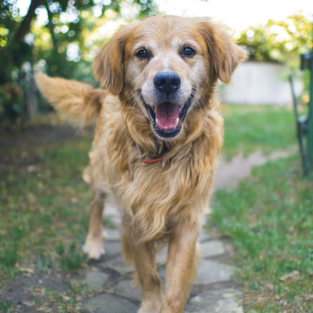 Kuckó Állatmenhely